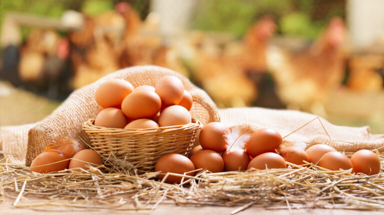 Kandungan Telur Ayam Yang Bermanfaat Untuk Tubuh