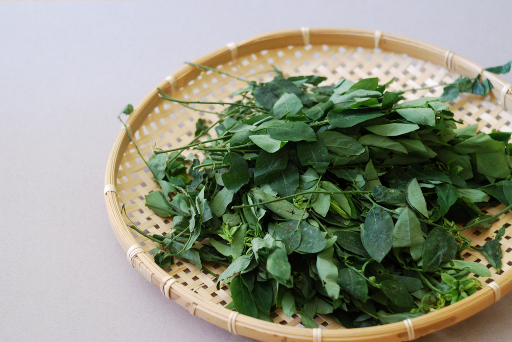 15 Macam-Macam Sayuran Yang Mempunyai Banyak Manfaat